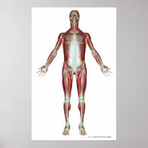 Menselijke Spieren Posters en afdrukken | Zazzle.nl