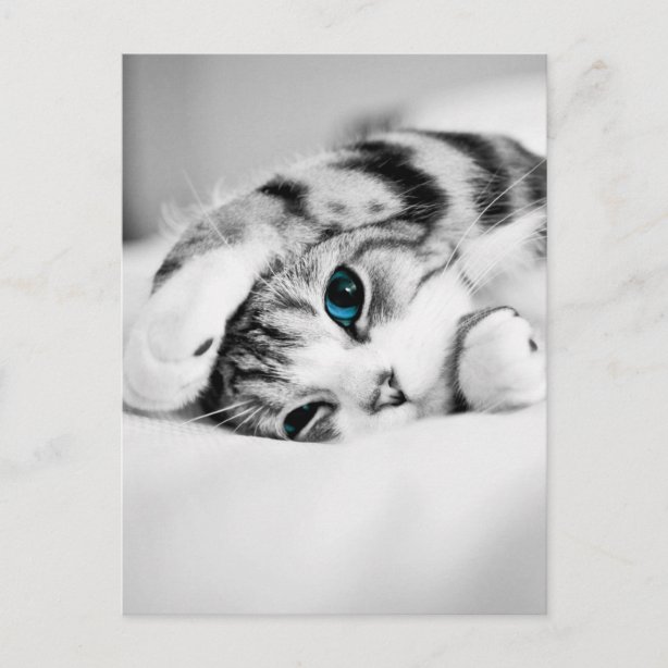 Katten Posters en afdrukken | Zazzle.nl
