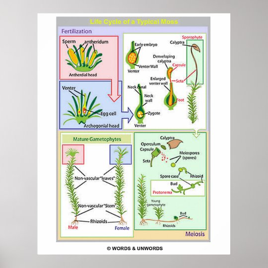 Levenscyclus van een typische beweging (Bryophyte) Poster | Zazzle.nl