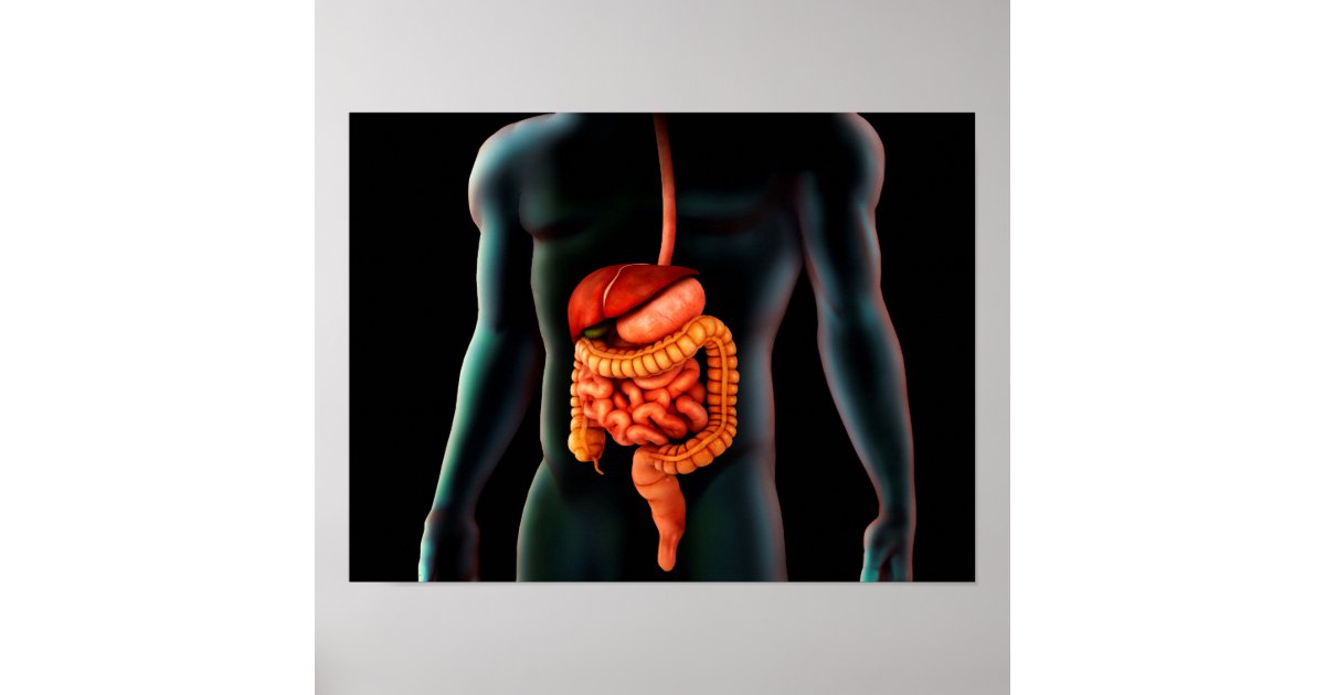 Menselijk lichaam en spijsverteringsstelsel poster | Zazzle.nl