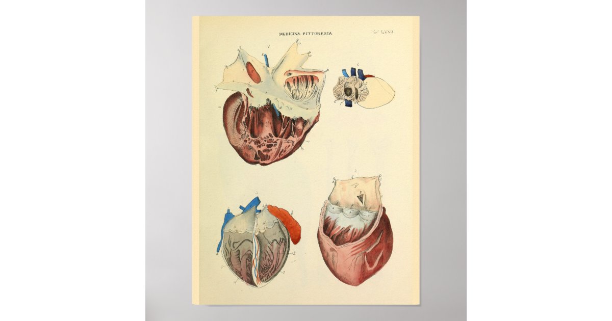 Menselijke hartkunst anatomiekunst Afdrukken Poster | Zazzle.nl