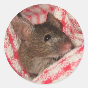 Muis Stickers | Zazzle.nl