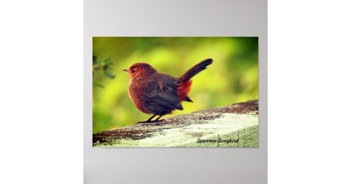 mus vogel neergestreken Poster | Zazzle.nl