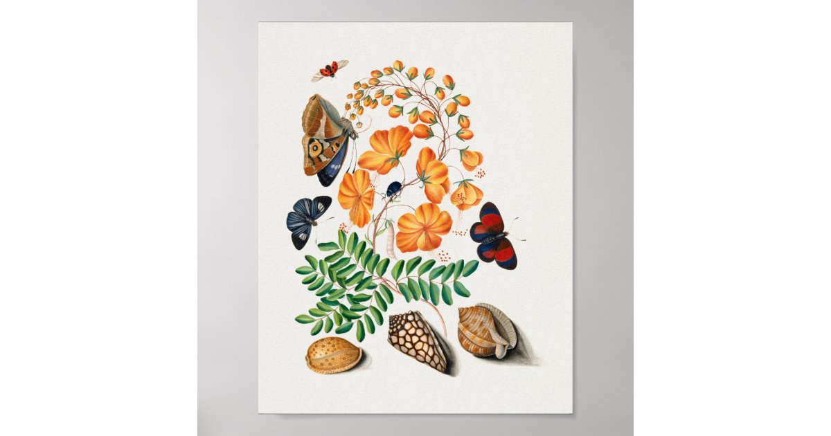 Natuurhistorisch kabinet van Anna Blackburne Poster | Zazzle.nl