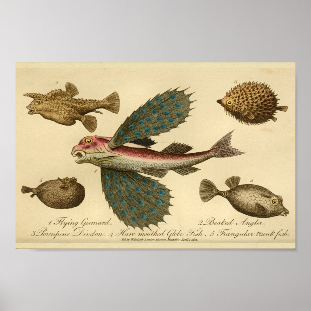 natuurlijke geschiedenis van vliegende vis Afdruk Poster | Zazzle.nl