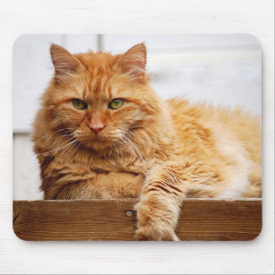 Katten Muismatten | Zazzle.nl