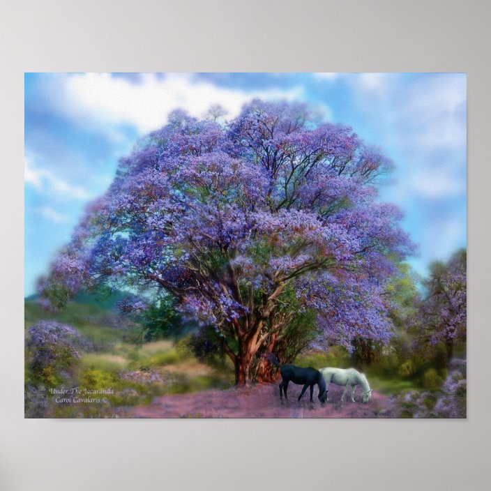 Onder het Jacaranda Art Poster/Print Poster | Zazzle.nl