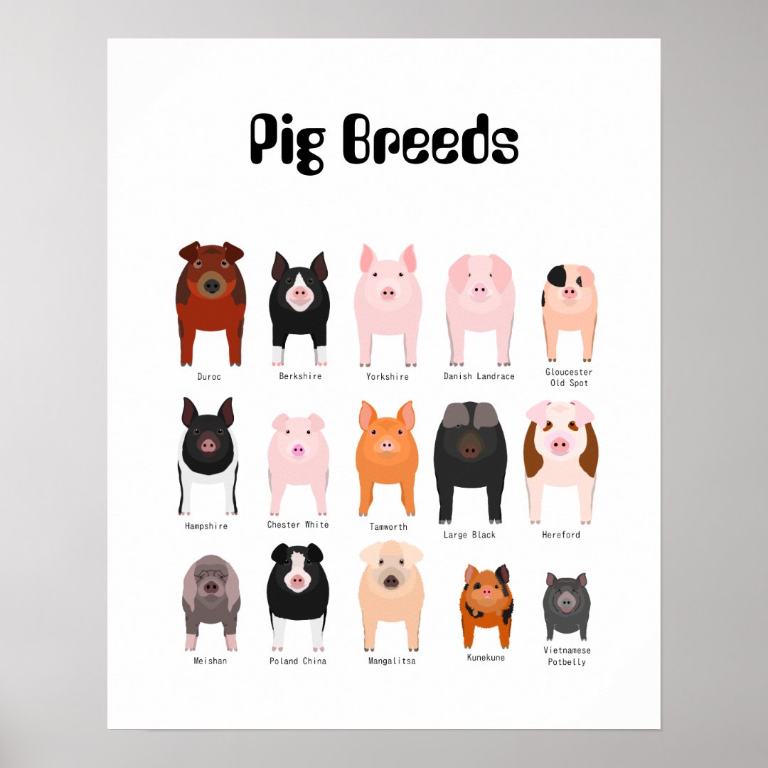pig breeds poster | Zazzle.nl