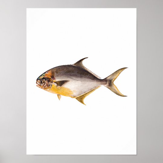 Pompano-vis - Spaarvisserij Sjabloon blanco Poster | Zazzle.nl