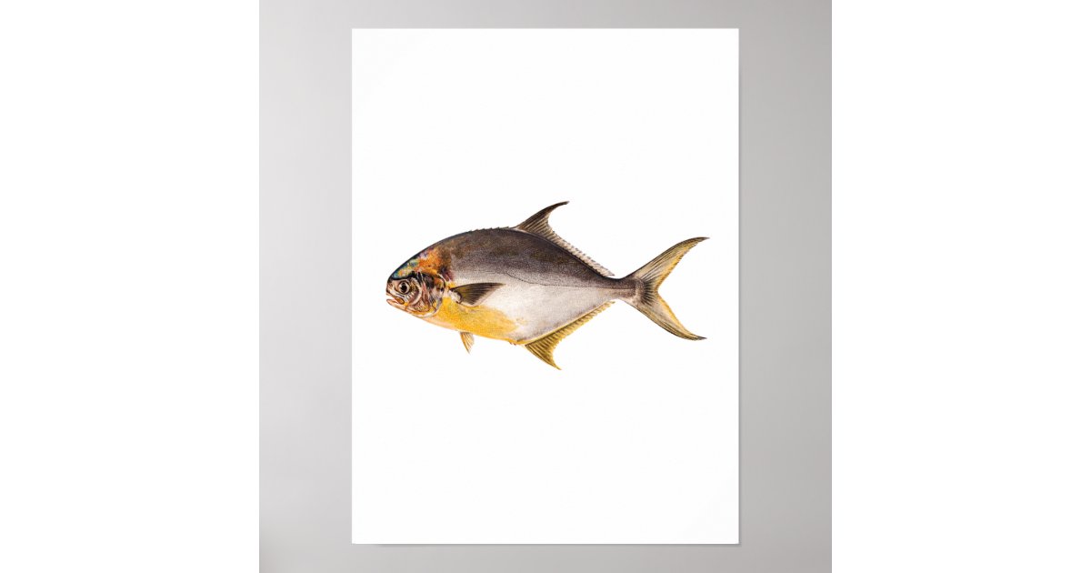 Pompano-vis - Spaarvisserij Sjabloon blanco Poster | Zazzle.nl