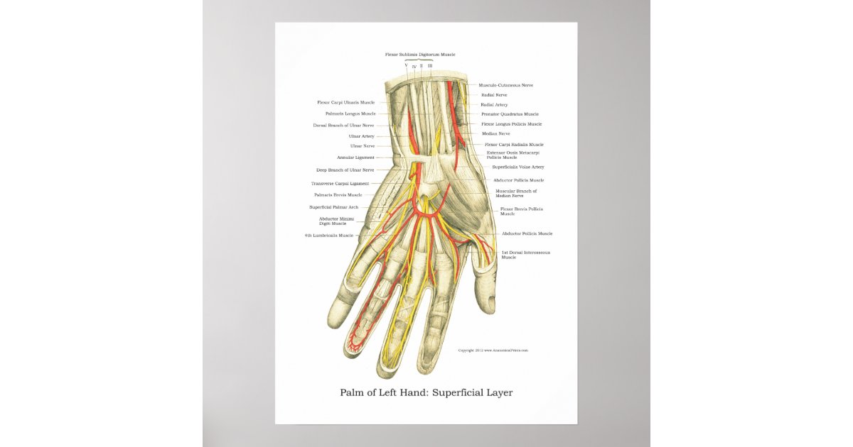 Poster interne anatomie met hand en pols | Zazzle.nl