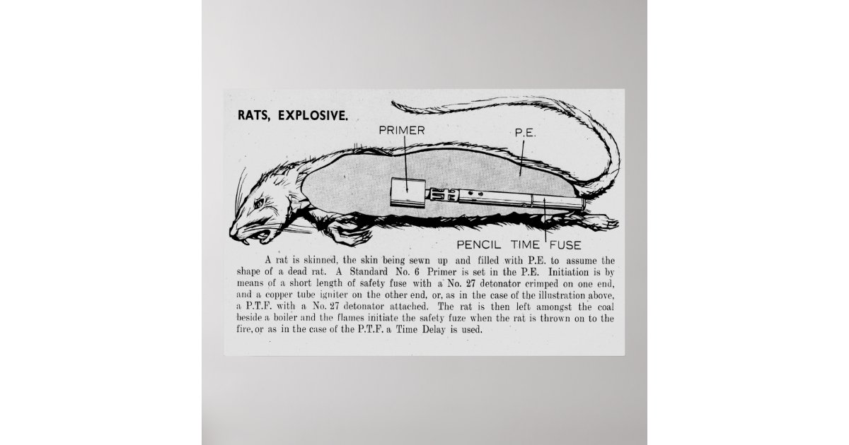 Rat Bomb, beschrijvende catalogus van speciale app Poster | Zazzle.nl