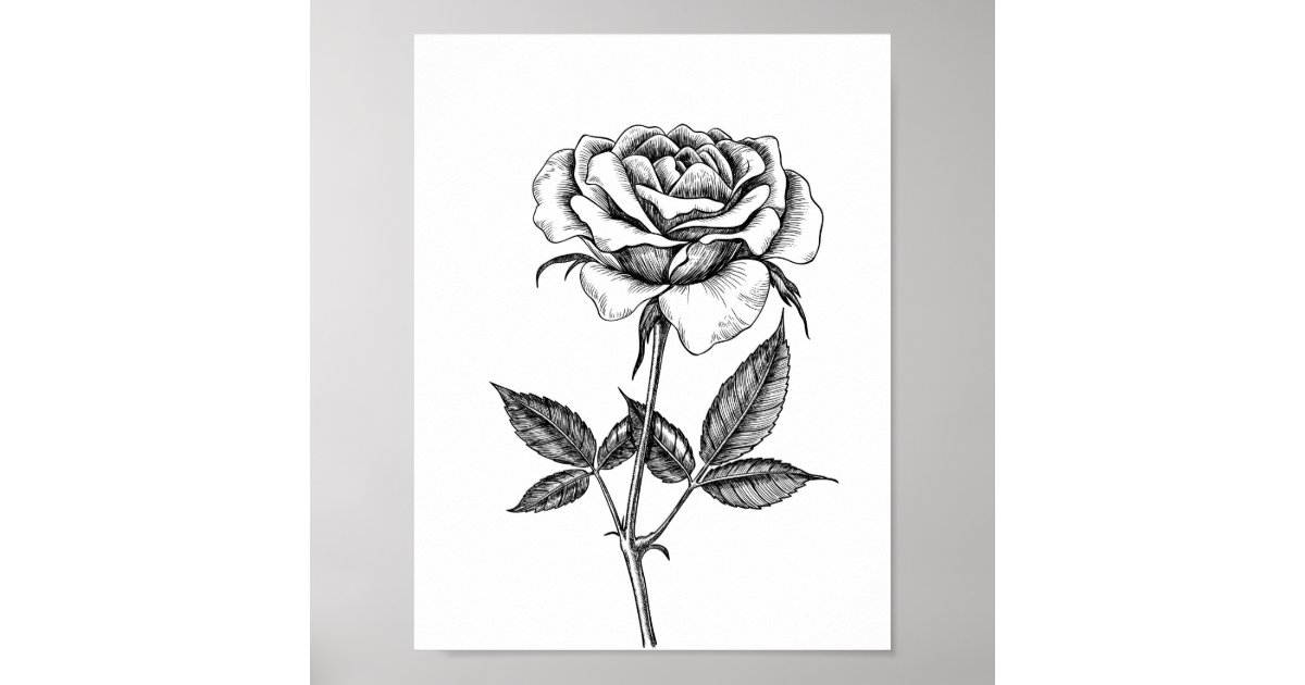 Roos tekenen poster | Zazzle.nl