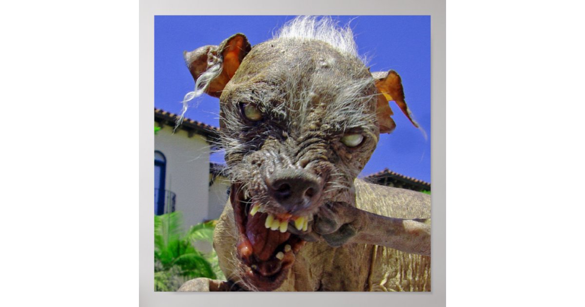 's Werelds lelijkste hond Poster | Zazzle.nl