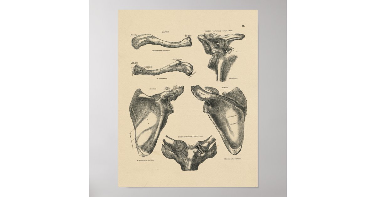 Scapula Anatomy 1880 Afdruk Poster | Zazzle.nl
