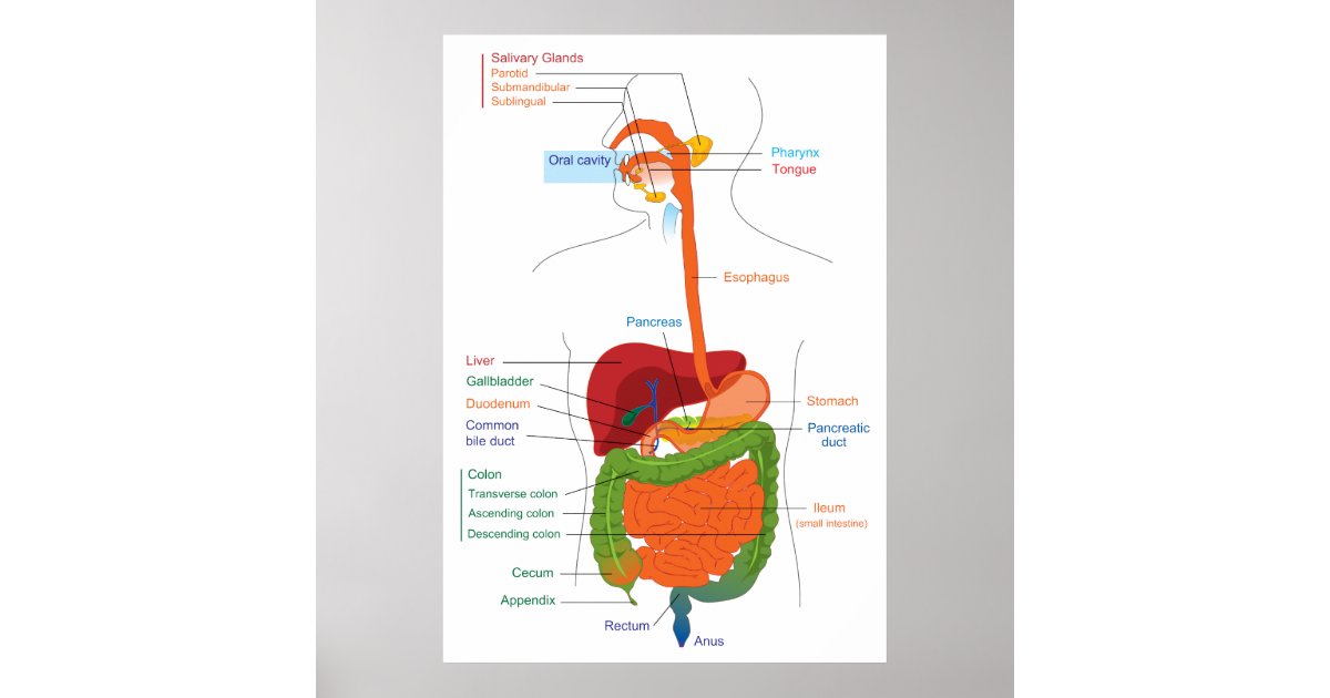 Schema van het spijsverteringsstelsel poster | Zazzle.nl