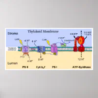 Eenvoudig Thylakoïde Diagram Schema Van Het Thylakoid Membraan Van