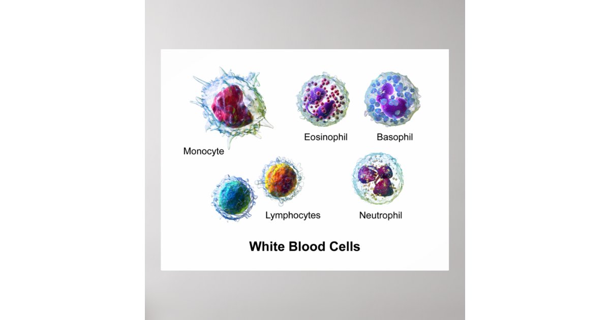 Schema van witte bloedcellen Leukocyten Poster | Zazzle.nl