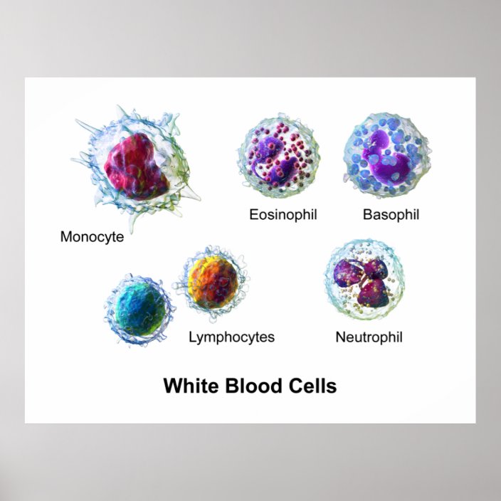 Schema van witte bloedcellen Leukocyten Poster | Zazzle.nl