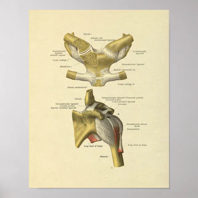 Schouder gezamenlijke anatomie Botten afdrukken Poster | Zazzle.nl