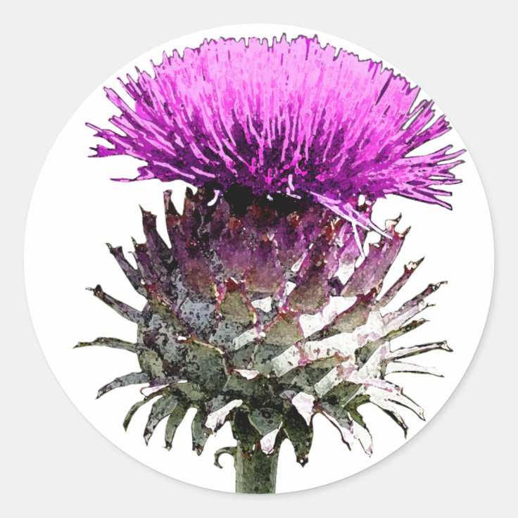 Scottish Thistle Ronde Sticker | Zazzle.nl