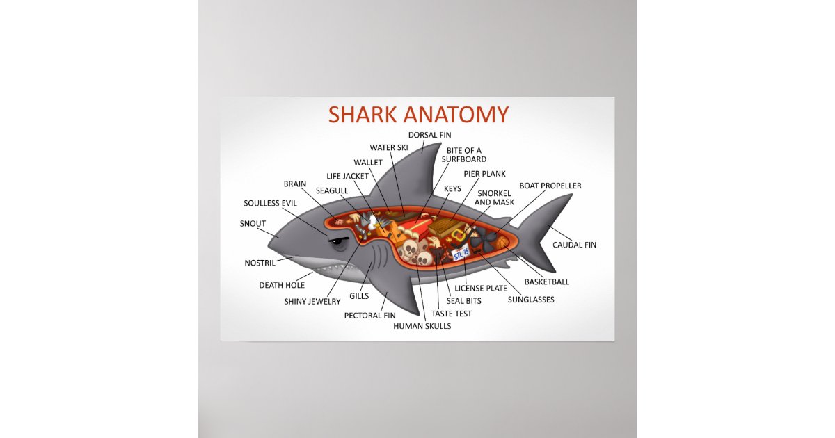Shark Anatomy Poster | Zazzle.nl