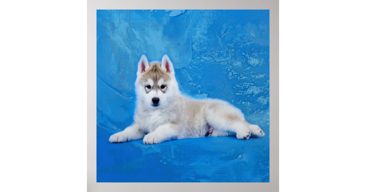 Siberian Husky Puppy Poster | Zazzle.nl
