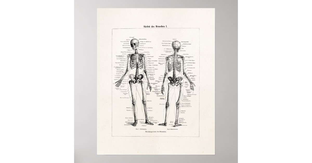 Skelet Humaan Anatomie Bot Botten Poster | Zazzle.nl