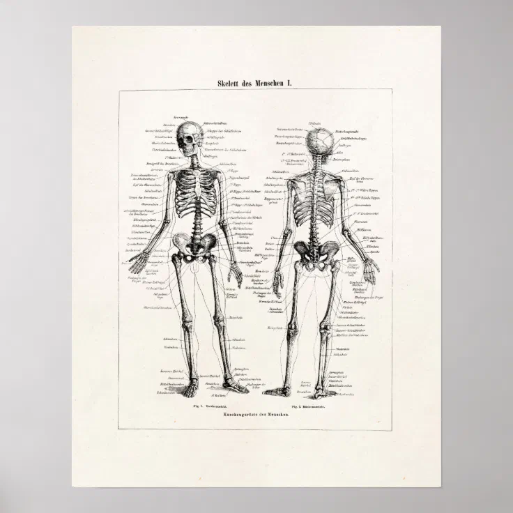 Skelet Humaan Anatomie Bot Botten Poster | Zazzle.nl