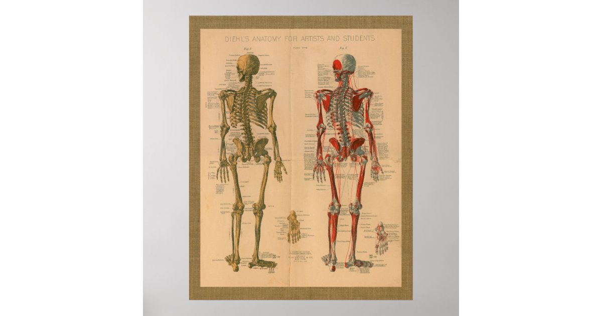 Skeletspieren Anatomie Vintage Poster | Zazzle.nl