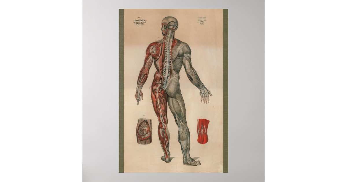 Spier Anatomie Grafiek 1851 Poster | Zazzle.nl