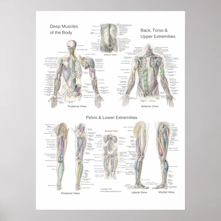 Spieranatomie Poster Diepe Lagen | Zazzle.nl