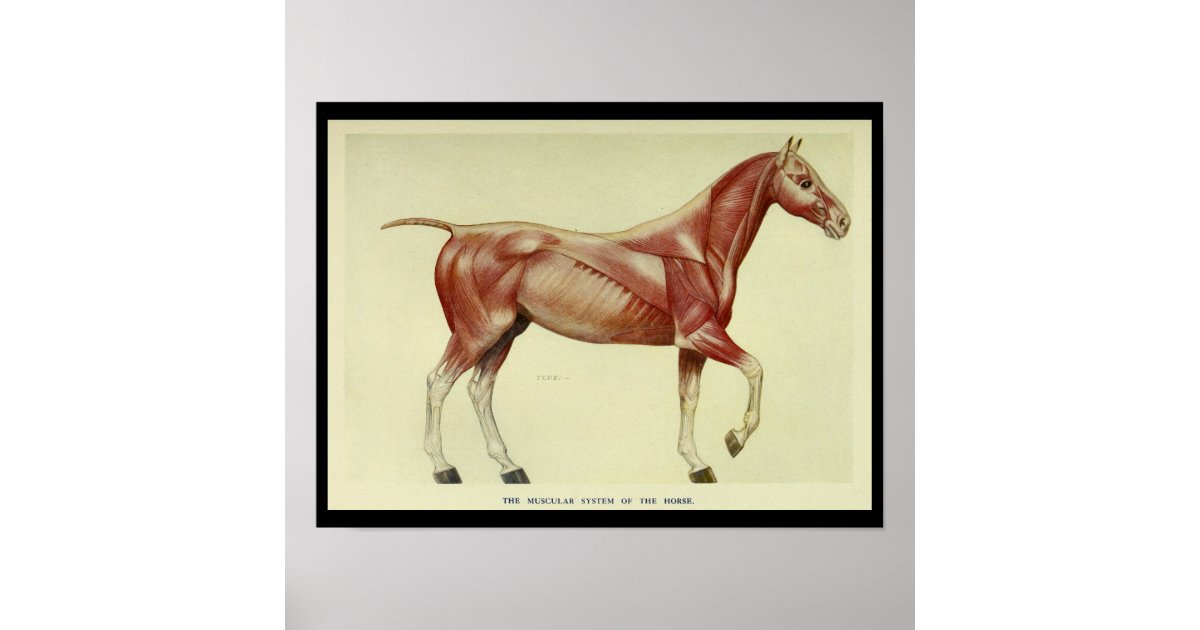 spieren van de anatomie van paarden poster | Zazzle.nl