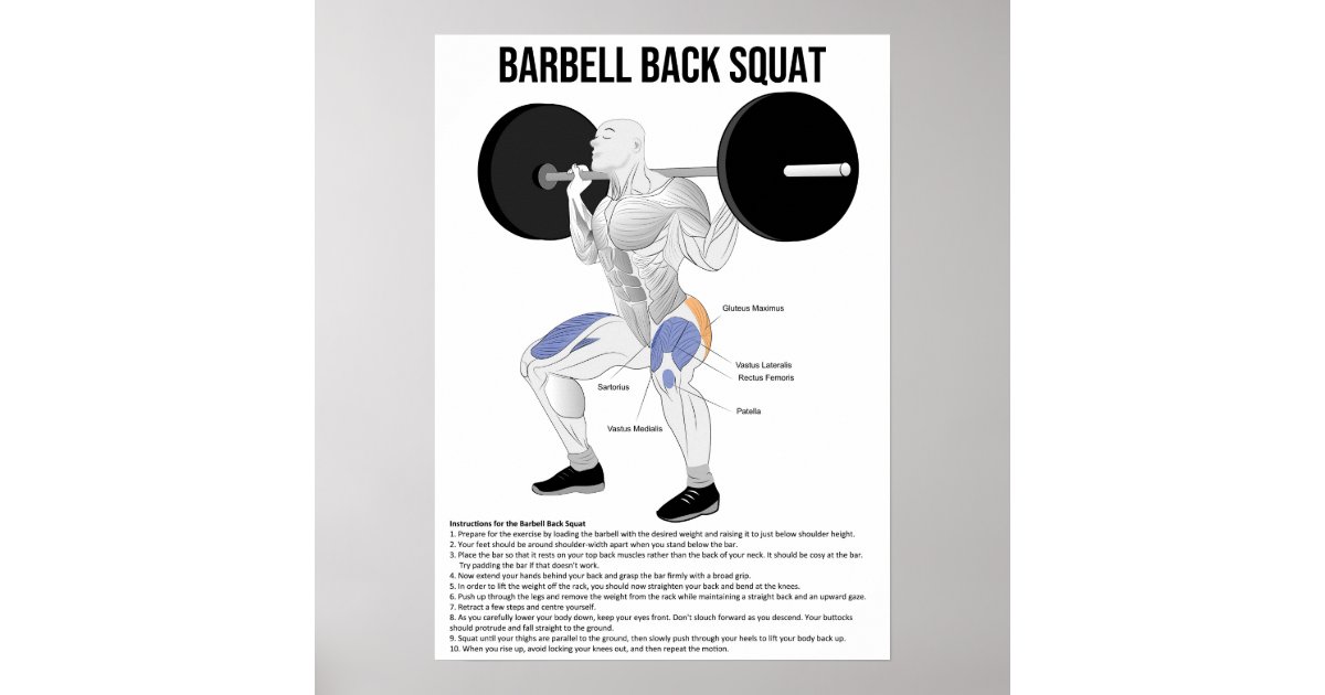 Squat - Exercise - Muscle Anatomee Chart Poster | Zazzle.nl
