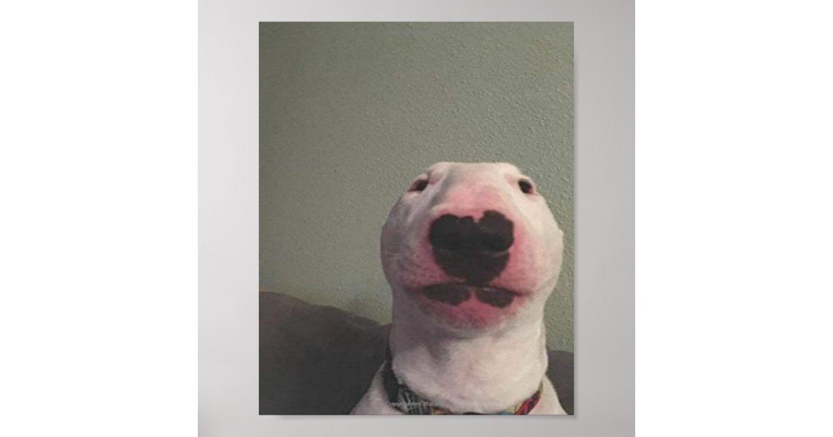 Starring Dog Meme Poster | Zazzle.nl