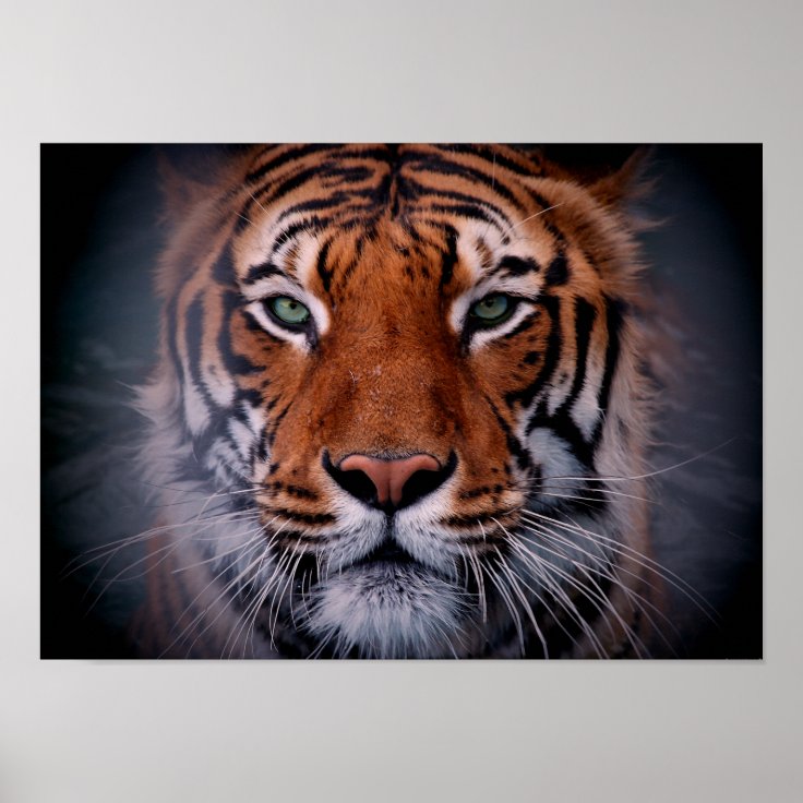 Tiger Face Eyes Stunning Big Cat A3 Poster | Zazzle.nl