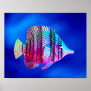 Tropische Vissen Posters en afdrukken | Zazzle.nl