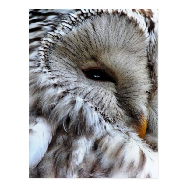 Uil Posters en afdrukken | Zazzle.nl