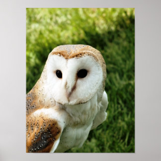 Uil Posters, Uil Afdrukken, Kunst Uil Afdrukken