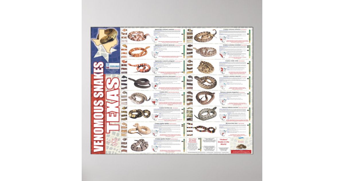Venomeuze slangen van Texas Poser door NNTRC Poster | Zazzle.nl