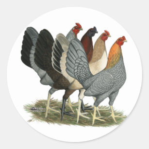 Kippen Stickers | Zazzle.nl