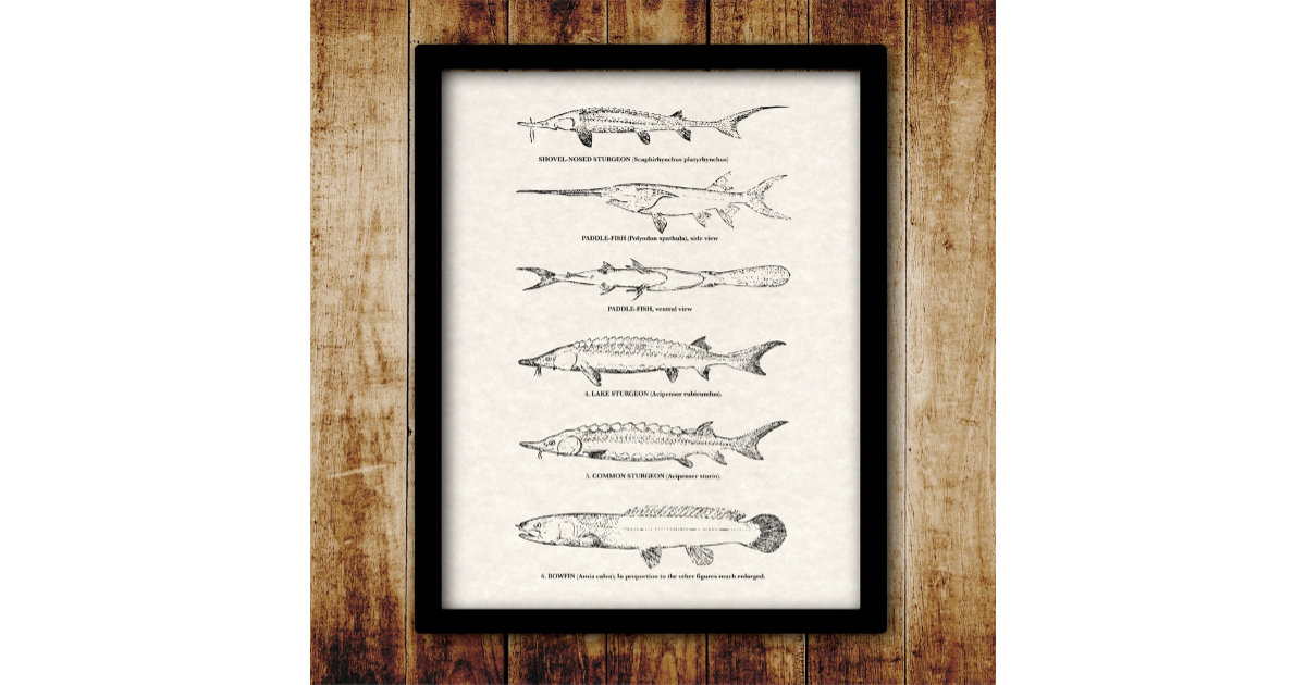 visdiagram - Sturgeon and Paddlefish Poster | Zazzle.nl