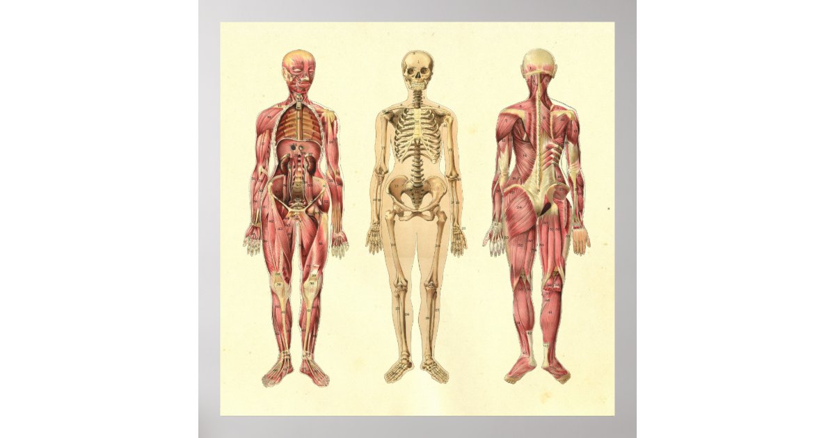 Vrouw Spier- en skeletspieren Anatomie Poster | Zazzle.nl