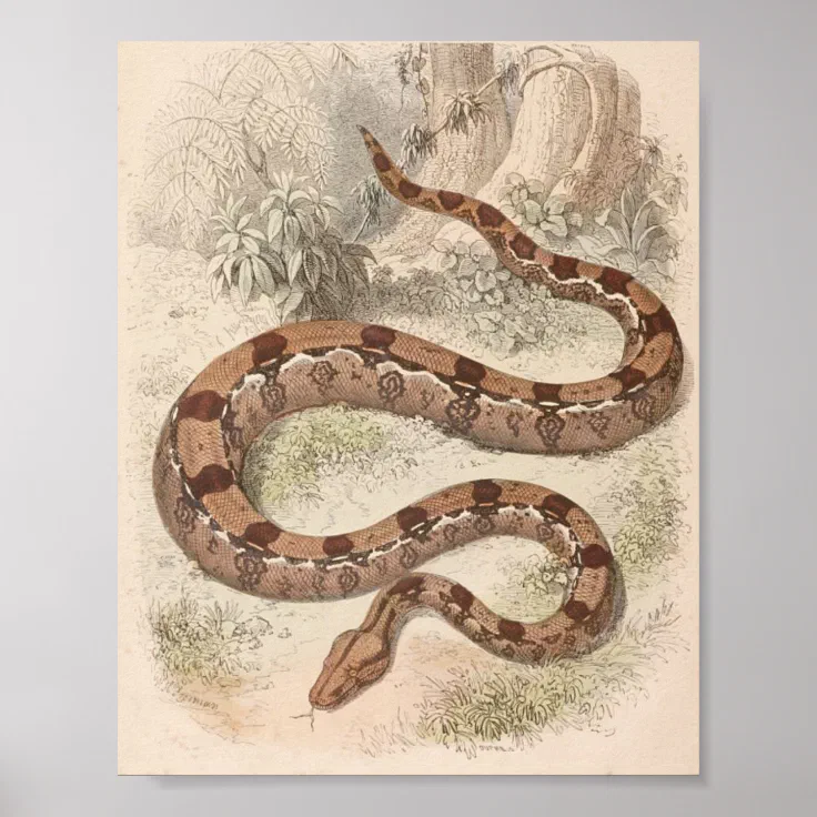 WH Freeman - Boa Constrictor Portfolio Poster | Zazzle.nl