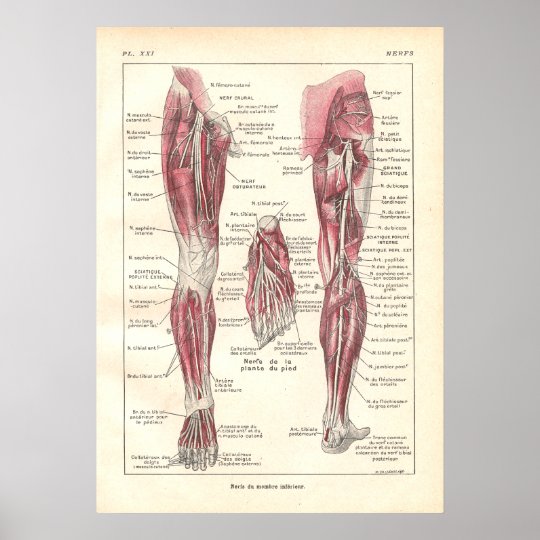 Zenuwen van het Poster van de Anatomie van Benen | Zazzle.nl